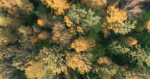 4K top view above aerial autumn forest | Stock Video | Pond5
