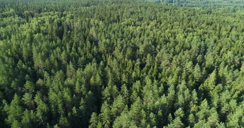 4K top view above aerial green forest | Stock Video | Pond5