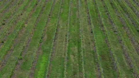 Field Day Pic Stock Videos – Royalty-Free HD & 4K Videos | Pond5