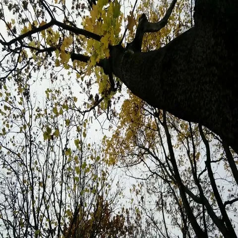 4K Tree on a Windy Fall Day Lowangle | Stock Video | Pond5