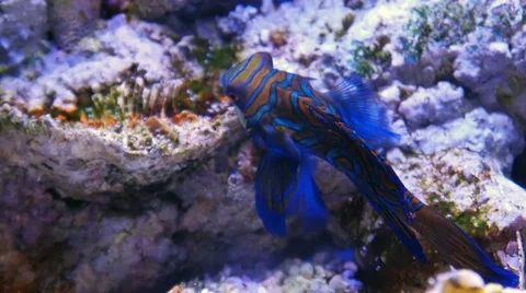 4k tropical exotic colorful fish underwa... | Stock Video | Pond5