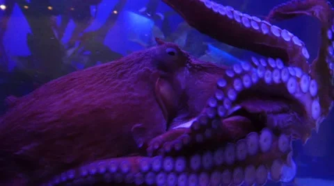 4k tropical exotic fish octopus underwat... | Stock Video | Pond5