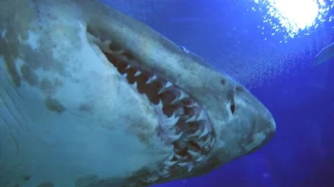4k tropical exotic fish shark teeth unde... | Stock Video | Pond5