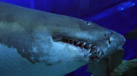 4k tropical exotic fish shark teeth unde... | Stock Video | Pond5