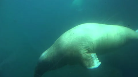 Walrus Underwater Stock Video Footage | Royalty Free Walrus Underwater ...