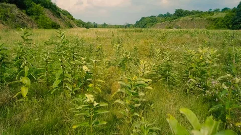 4k UHD Ariel Push in to an overgrown sun... | Stock Video | Pond5