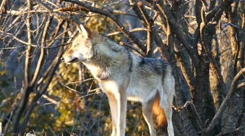 4K UHD - Gray Wolf (Canis lupus) looking... | Stock Video | Pond5