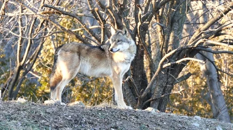 4K UHD - Gray Wolf (Canis lupus) turning... | Stock Video | Pond5