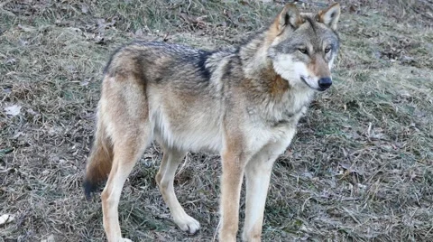 4K UHD - Gray Wolf (Canis lupus) standin... | Stock Video | Pond5