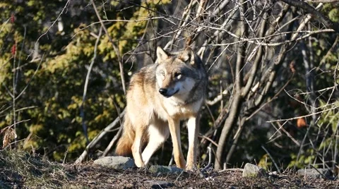 4K UHD - Gray Wolf (Canis lupus) turning... | Stock Video | Pond5