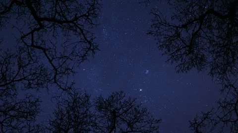 4k UHD night sky stars between trees tim... | Stock Video | Pond5