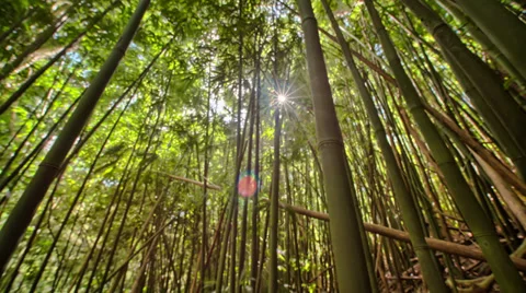 4k, UHD, Tracking Through Bamboo Forest ... | Stock Video | Pond5