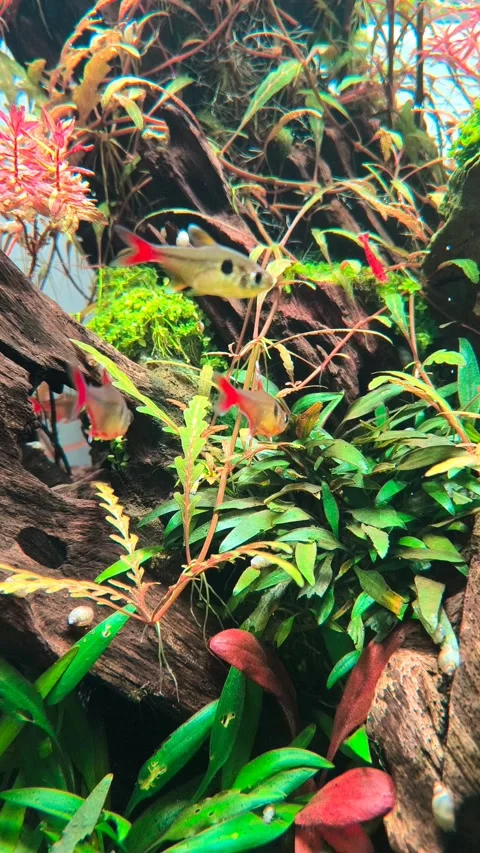 Aquarium Background Hd Stock Videos – Royalty-Free HD & 4K Videos | Pond5