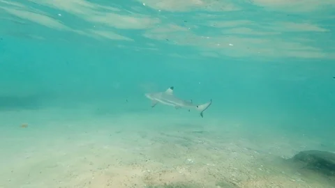 Underwater Shark Videos Stock Videos – Royalty-Free HD & 4K Videos | Page 3