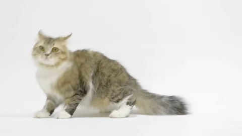 4K : Uptight Persian jumping and scaring... | Stock Video | Pond5