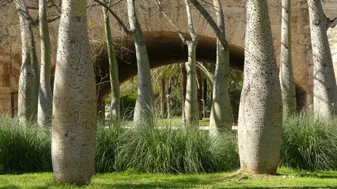 4K Valencia African Copse of Ceiba Tree ... | Stock Video | Pond5