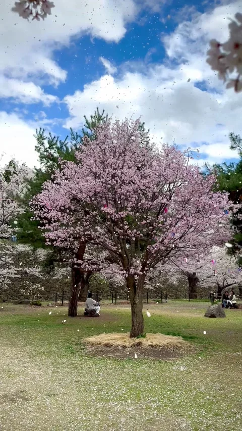 4k Vertical big cherry tree Fluttering p... | Stock Video | Pond5