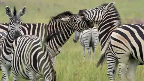 Zebras Mating Stock Videos – Royalty-Free HD & 4K Videos