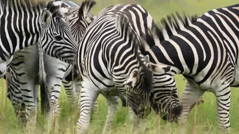 Zebras Mating Stock Videos – Royalty-Free HD & 4K Videos