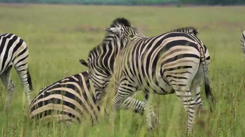 Zebras Mating Stock Videos – Royalty-Free HD & 4K Videos