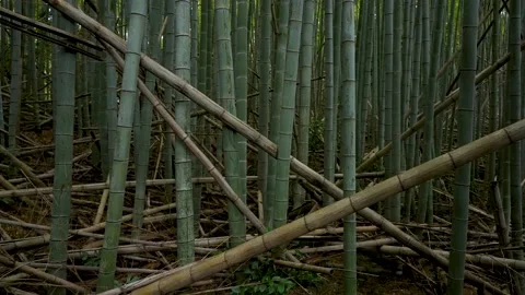 4K Video of Abandoned Bamboo Forests, a ... | Stock Video | Pond5