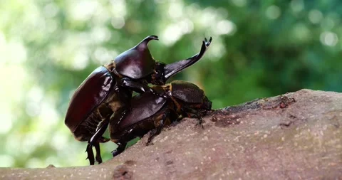 4K video of beetles mating. With sound. | Stock Video | Pond5