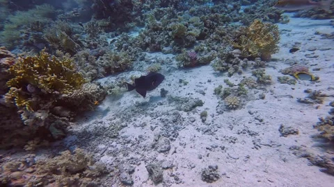 Triggers Video Stock Videos – Royalty-Free HD & 4K Videos | Page 3