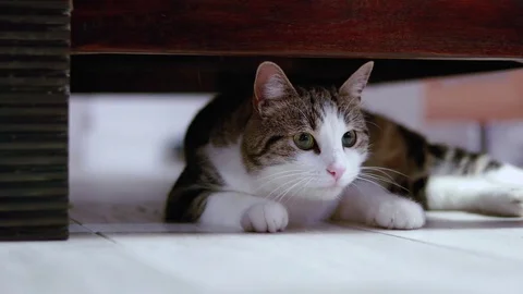 Video Watch Toy Stock Videos – Royalty-Free HD & 4K Videos