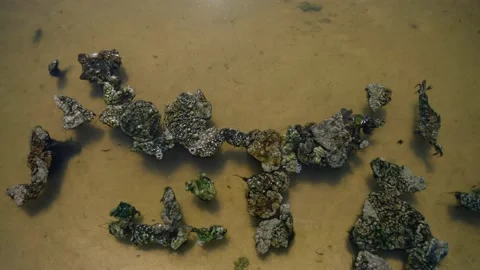 4K video of Dark green Sludge Algae flow... | Stock Video | Pond5