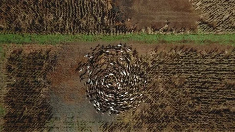 4K video from drone ducks running around... | Stock Video | Pond5