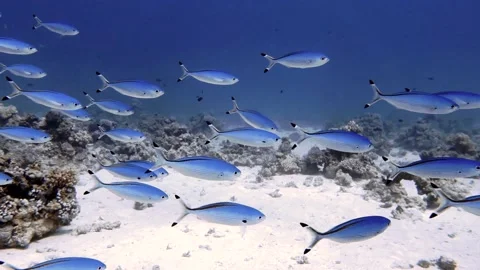 Deoth School Video Stock Videos – Royalty-Free HD & 4K Videos