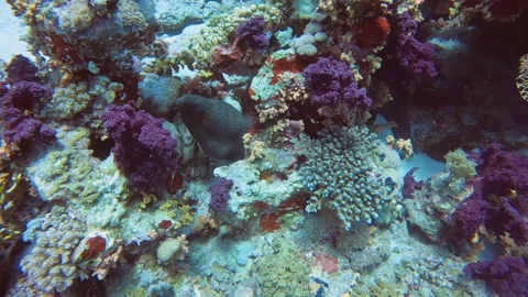 4k video of a Giant Moray Eel (Gymnothor... | Stock Video | Pond5