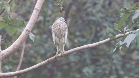 Video Editing Ind Stock Videos – Royalty-Free HD & 4K Videos