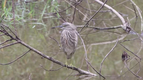 Video Editing Ind Stock Videos – Royalty-Free HD & 4K Videos