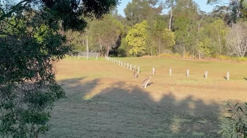 Wild Australia Video Stock Videos – Royalty-Free HD & 4K Videos | Page 3