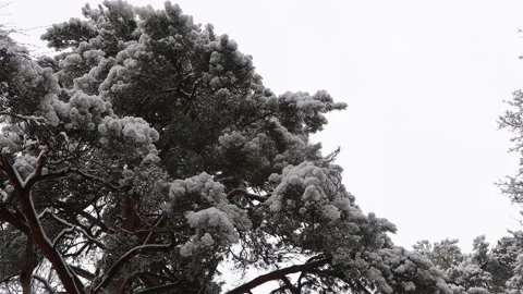 Bush 4 Video Stock Videos – Royalty-Free HD & 4K Videos