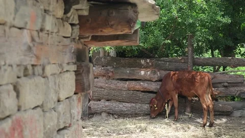 4k video of one cow calf tied to a pole ... | Stock Video | Pond5