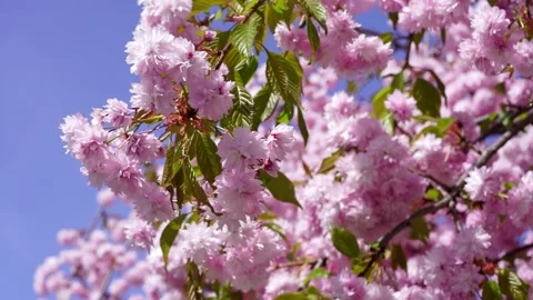 Sakura Video Stock Videos – Royalty-Free HD & 4K Videos