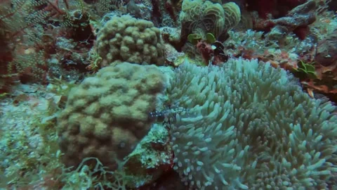 Video Cleaner U Stock Videos – Royalty-Free HD & 4K Videos