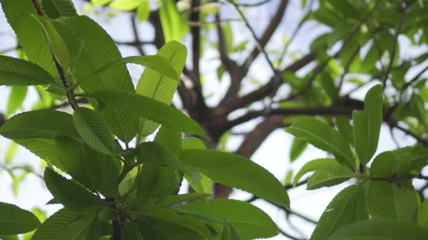 Videos Of Gr Stock Videos – Royalty-Free HD & 4K Videos