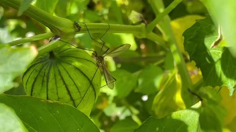 Tiny 4K Video Stock Videos – Royalty-Free HD & 4K Videos