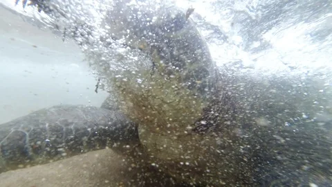 Wild Australia Video Stock Videos – Royalty-Free HD & 4K Videos | Page 3