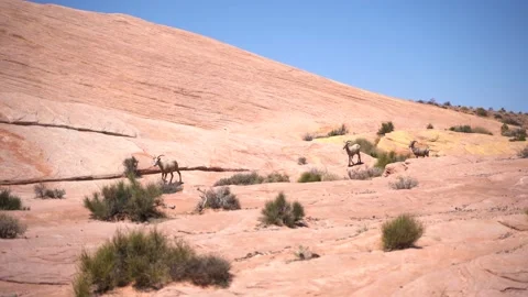 Fire 4K Video Stock Videos – Royalty-Free HD & 4K Videos | Pond5