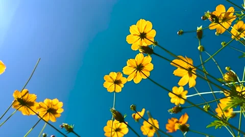 Cav10 Video Stock Videos – Royalty-Free HD & 4K Videos | Pond5