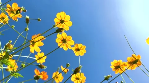 Cav10 Video Stock Videos – Royalty-Free HD & 4K Videos | Pond5