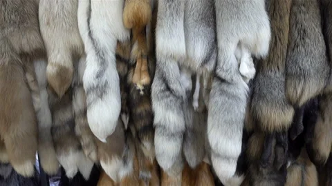 4K view of animal skins as a background. | Stock Video | Pond5