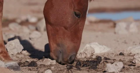 4K view of emaciated horse eating dung | Stock Video | Pond5