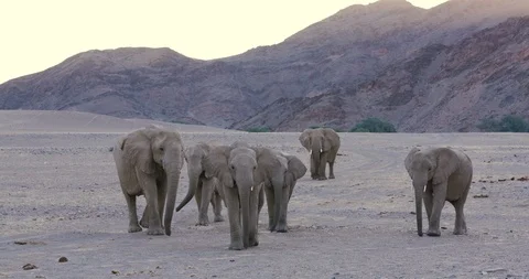 Elephants Group Stock Videos – Royalty-Free HD & 4K Videos | Pond5