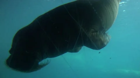 Walrus Underwater Stock Video Footage | Royalty Free Walrus Underwater ...