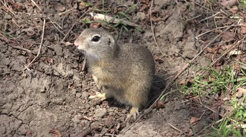 Weasel Animak Stock Videos – Royalty-Free HD & 4K Videos